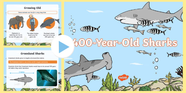 Sharks PowerPoint (teacher made)