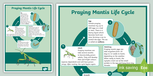 Praying Mantis Life Cycle Diagram For Kids Praying Mantis Life Cycle