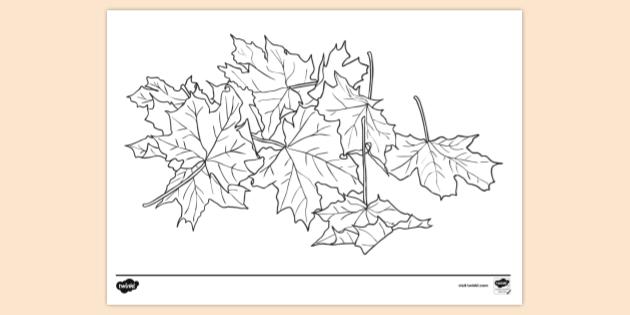 FREE! - Autumn Leaves Colouring Sheet - Twinkl