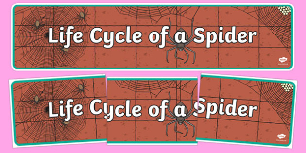 FREE! - Spider Life Cycle Display Banner (teacher made)