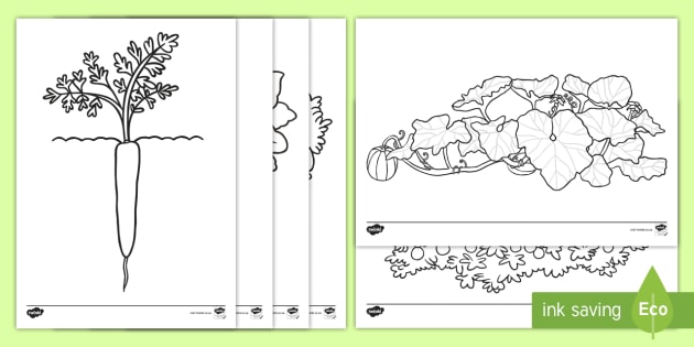 Growing Vegetables Coloring Page