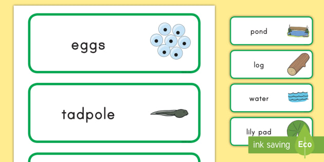 Life Cycle of a Frog Word Cards - frog, life cycle, word, cards, habitats