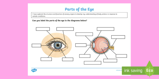 FREE Label The Eye Worksheet Teacher Made Learning Resources