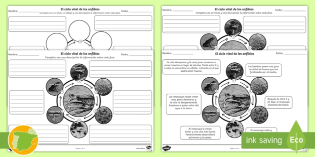 Ficha de actividad: Ciclo vital de los anfibios