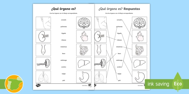 Hoja De Trabajo Sobre Los Sistemas De órganos