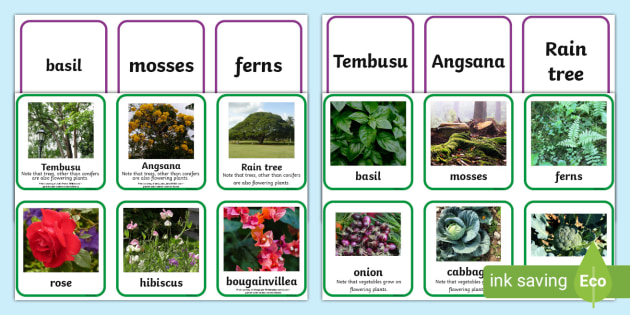 Singapore Plants and Flowers Sorting Cards (teacher made)