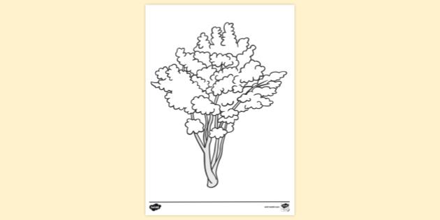 Katsura Tree Colouring Sheet | Colouring Sheets