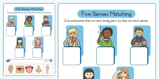 Five Senses Experiments | twinkl.com.au