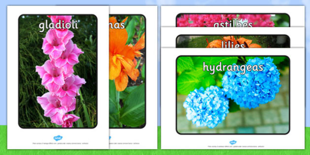 Summer Blooming Flowers Display Photos (teacher made)