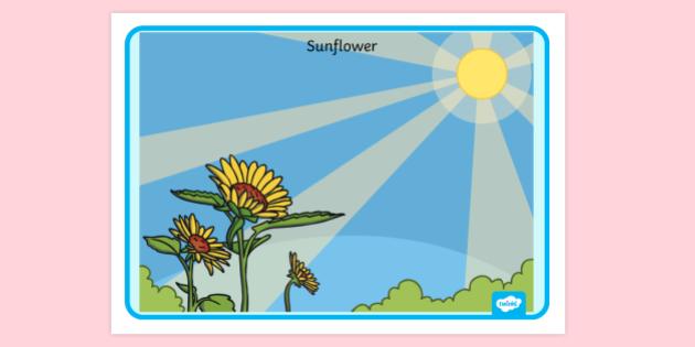 Sunflower Display Poster | Primary Resources