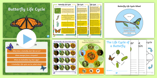 Butterfly Life Cycle Resource Pack