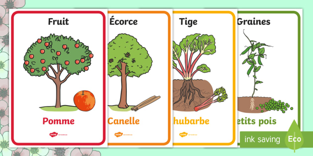 Affiches : Les plantes que l'on mange