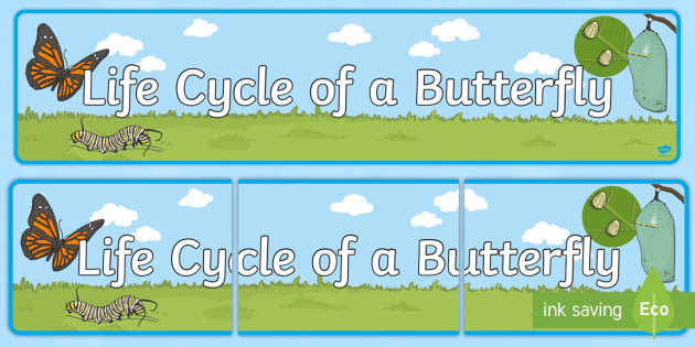 Life Cycle of a Butterfly Display Banner - USA Early Childhood Science ...