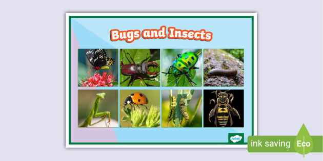 Bugs and Insects Science | twinkl.co.uk