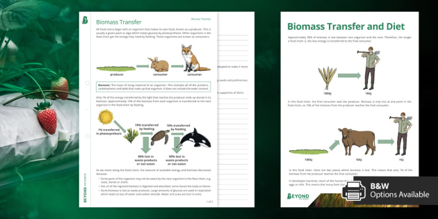 Biomass Transfer and Diet (teacher made)