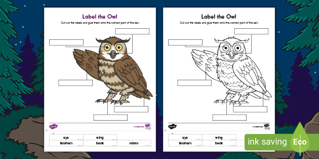 Label the Owl Activity (teacher made)