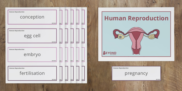 KS3 Human Reproduction Word Wall | Biology | Beyond