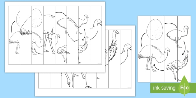Emu Life Cycle Agamographs Colouring Pages - Parents - EYLF
