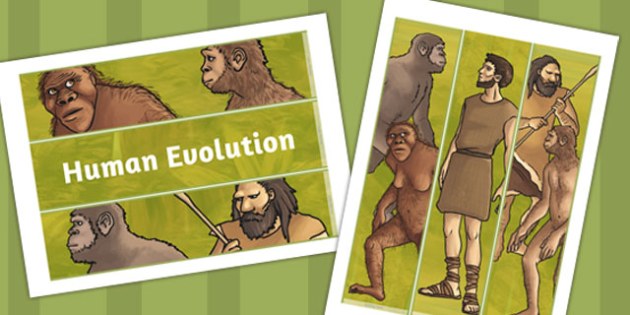 Human Evolution Display Borders