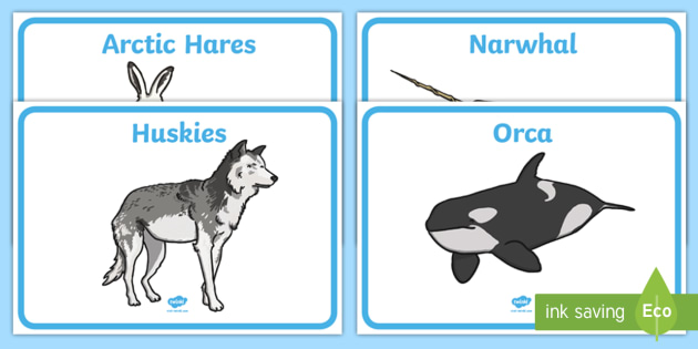 Polar Animals Group Signs (teacher made)