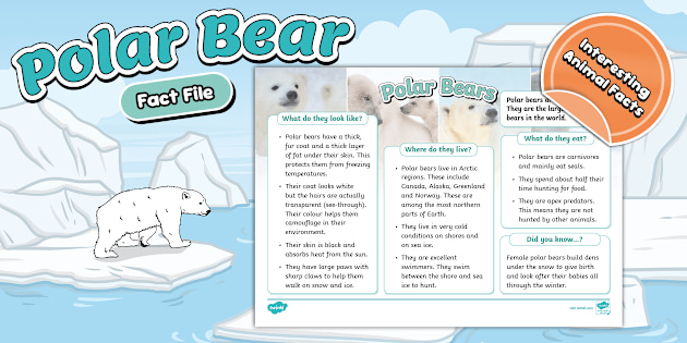 Polar Bears Resources | twinkl.co.uk