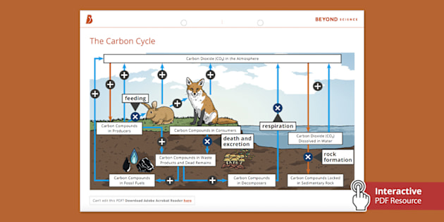 Carbon Cycles | twinkl.co.uk