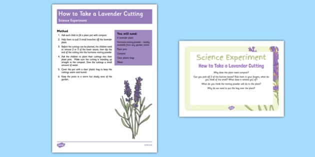 EYFS How To Take A Lavender Cutting Science Experiment and Prompt Card Pack