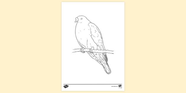 FREE! - Cook Islands Pigeon Colouring Sheet | Colouring Sheets