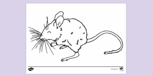 FREE! - Spinifex Hopping Mouse Twinkl Eyes Colouring Sheet
