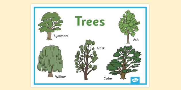 FREE! - Trees Poster for KS2 | Display Posters