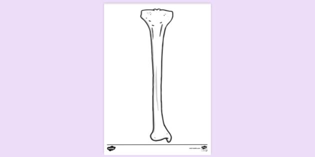 FREE! - Tibia Colouring | Colouring Sheets (teacher made)