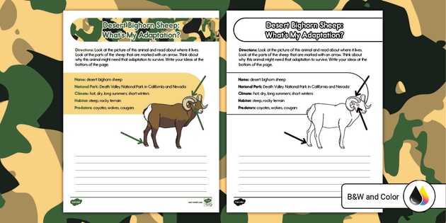 Desert Bighorn Sheep: What's My Adaptation? Activity