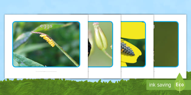 Ladybug Life Cycle Photos