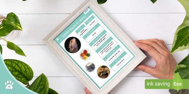 Bearded Dragon Pet Profile - Fact Sheet - Beardie - Pets