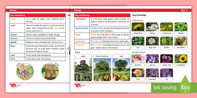 Science Knowledge Organiser - Petals for Plants Year 1