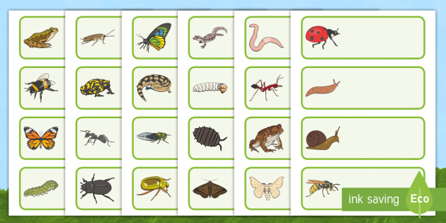FREE! - Minibeasts Editable Drawer Peg Name Labels