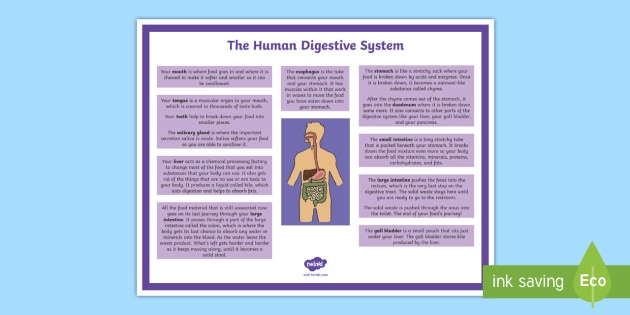 Human Digestive System Information Poster
