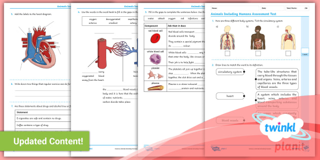 Science: Animals Including Humans: Year 6 Assessment Test