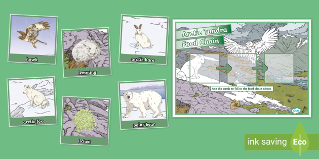 Food Chains Science | twinkl.co.uk