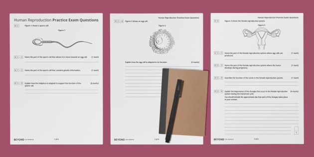 KS3 Human Reproduction Practice Exam Questions Higher