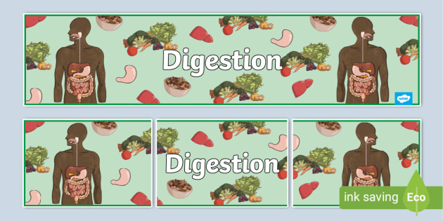 Digestion Display Banner (teacher made)