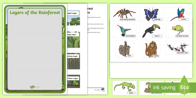 Layers of the Rainforest Anchor Chart Activity Pack - Rainforest, Layers of