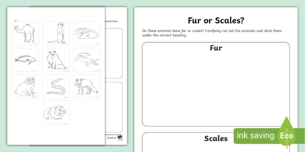 Fur or Scales Animal Matching Activity (teacher made)