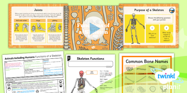 Functions Of A Skeleton Year 3 Lesson Pack 5 Functions Of A Skeleton Year 3 Lesson Pack 5