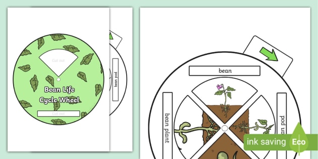 Bean Life Cycle Spin Wheel (teacher made)