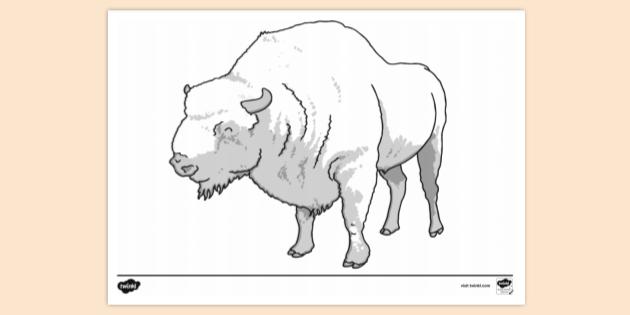 FREE! - Plains Bison Colouring Sheet | Colouring Sheets