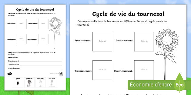 Fiche d'activité : Le cycle de vie du tournesol