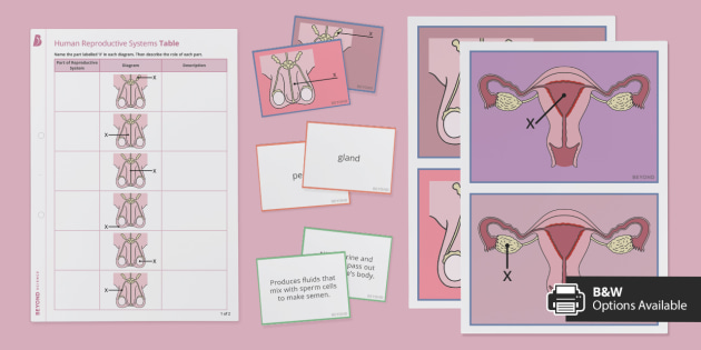 Human Reproductive Systems Resource Pack