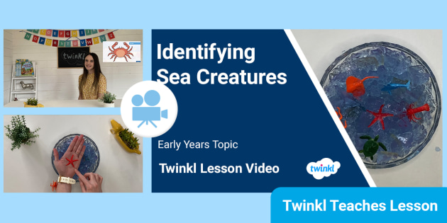 Identifying Sea Creatures Video Lesson | EYFS Under the Sea