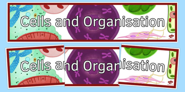 Cells and Organisation Display Banner - cells and organisation, display